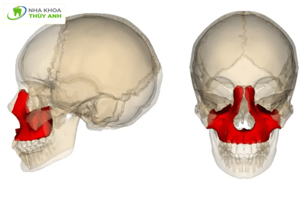 Mewing là gì? Mewing giúp thay đổi gương mặt như thế nào?